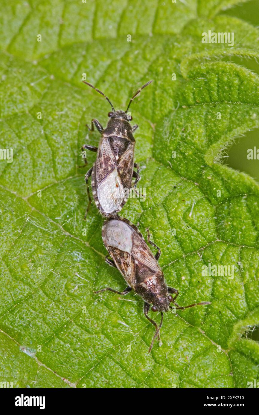 Nettle groundbugs (Heterogaster urticae) mating pair, Sutcliffe Park Nature Reserve, Eltham ...