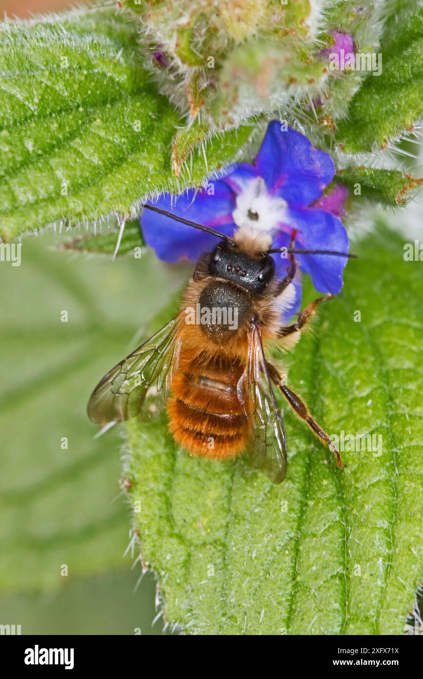 Red mason bee (Osmia bicolor) male feeding on Green alkanet ...