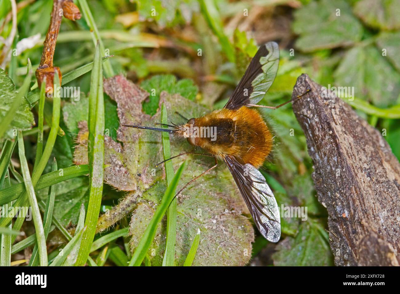 Dark-edged bee-fly (Bombylius major) Beverley Court Gardens, Lewisham ...