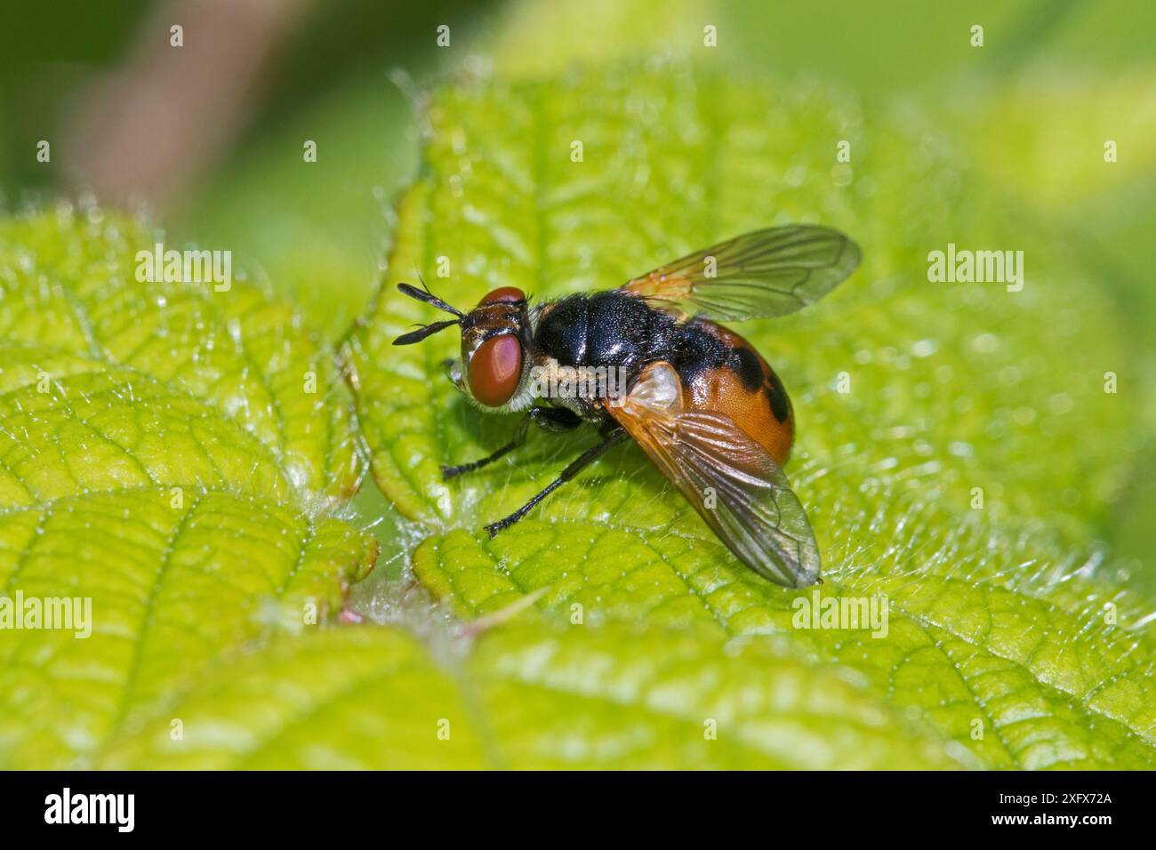 Ladybird fly (Gymnosoma rotundatum) a rare / localised species Brockley ...
