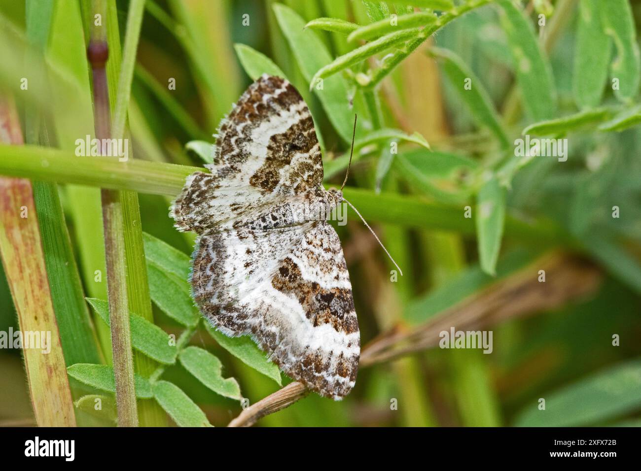 Common carpet moth (Epirrhoe alternata) Sutcliffe Park Nature Reserve ...