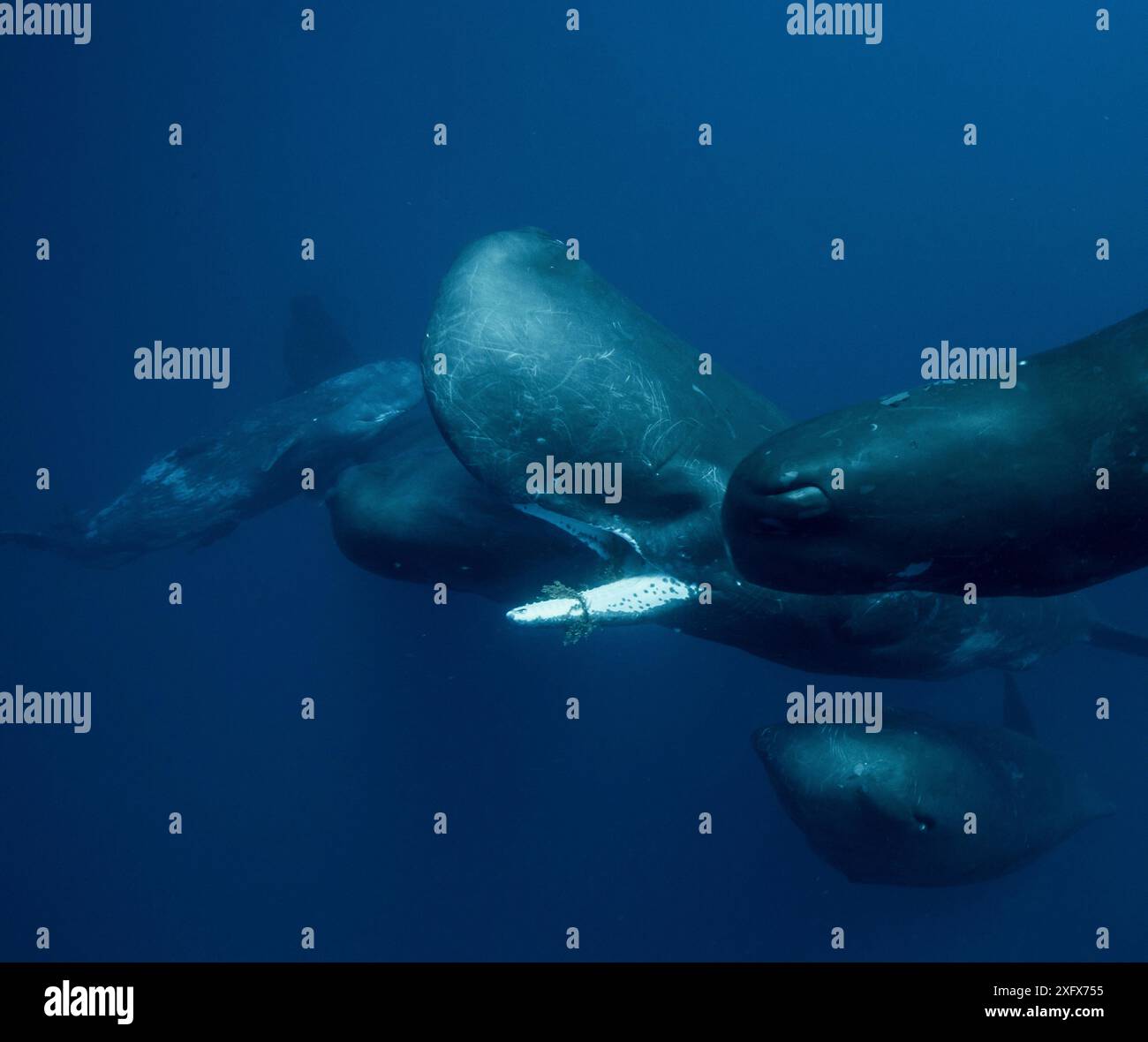 Sperm whales underwater hi-res stock photography and images - Alamy
