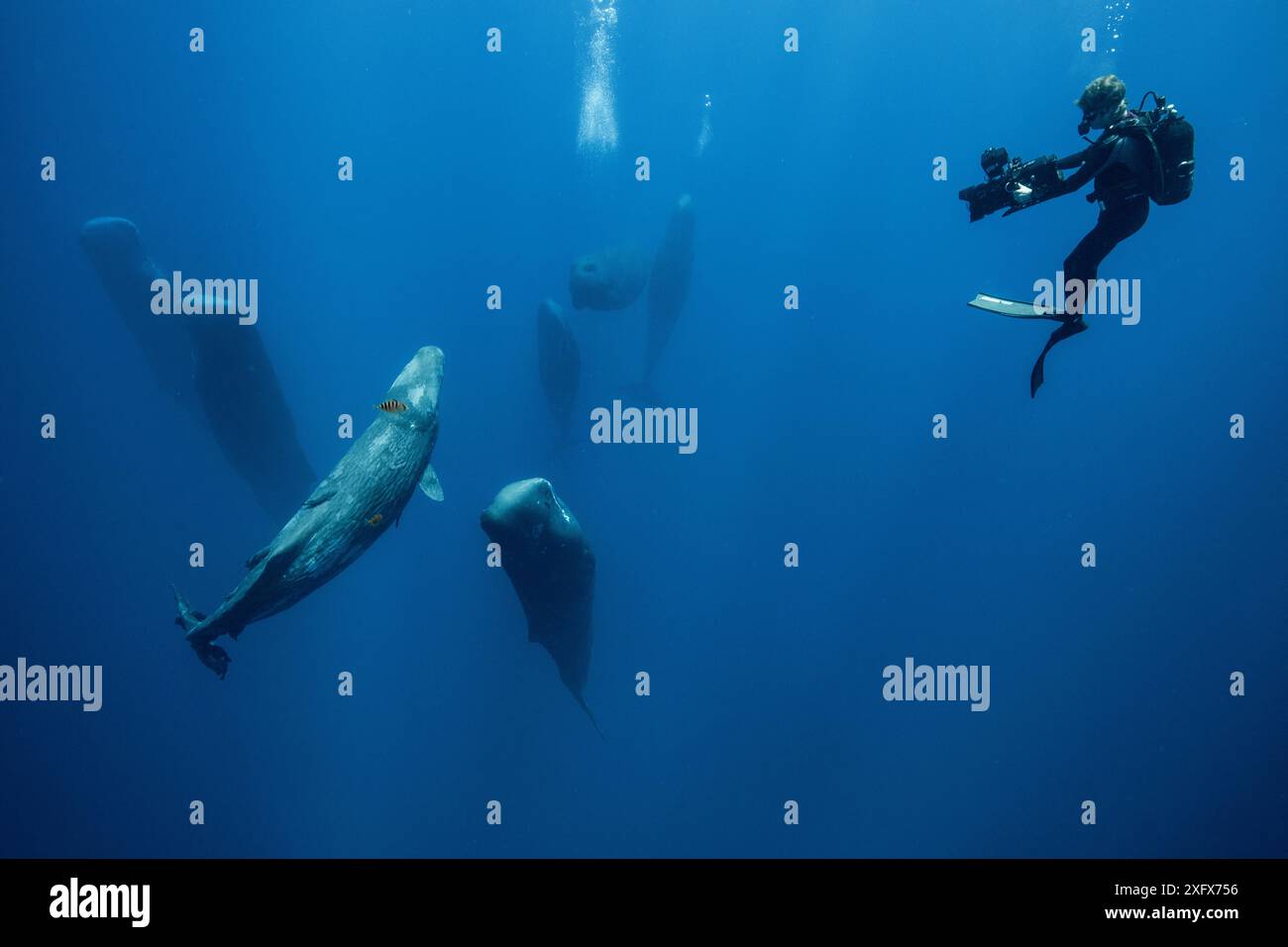 Sperm whale (Physeter macrocephalus) pod watched by scuba diver. Indian Ocean Stock Photo - Alamy
