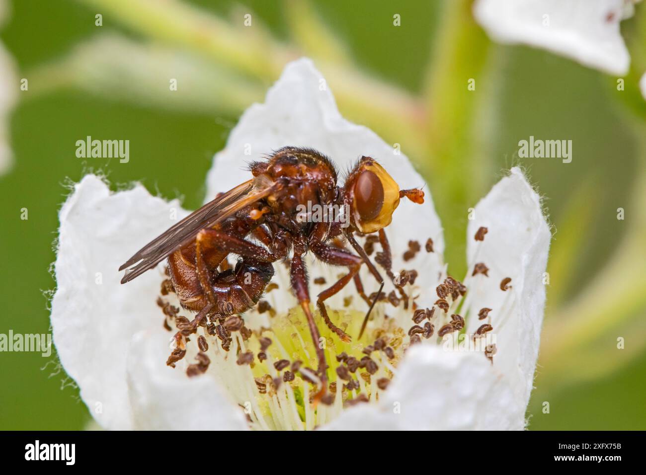 Thick-headed Fly (Sicus ferrugineus) feeding on Bramble (Rubus) blossom ...