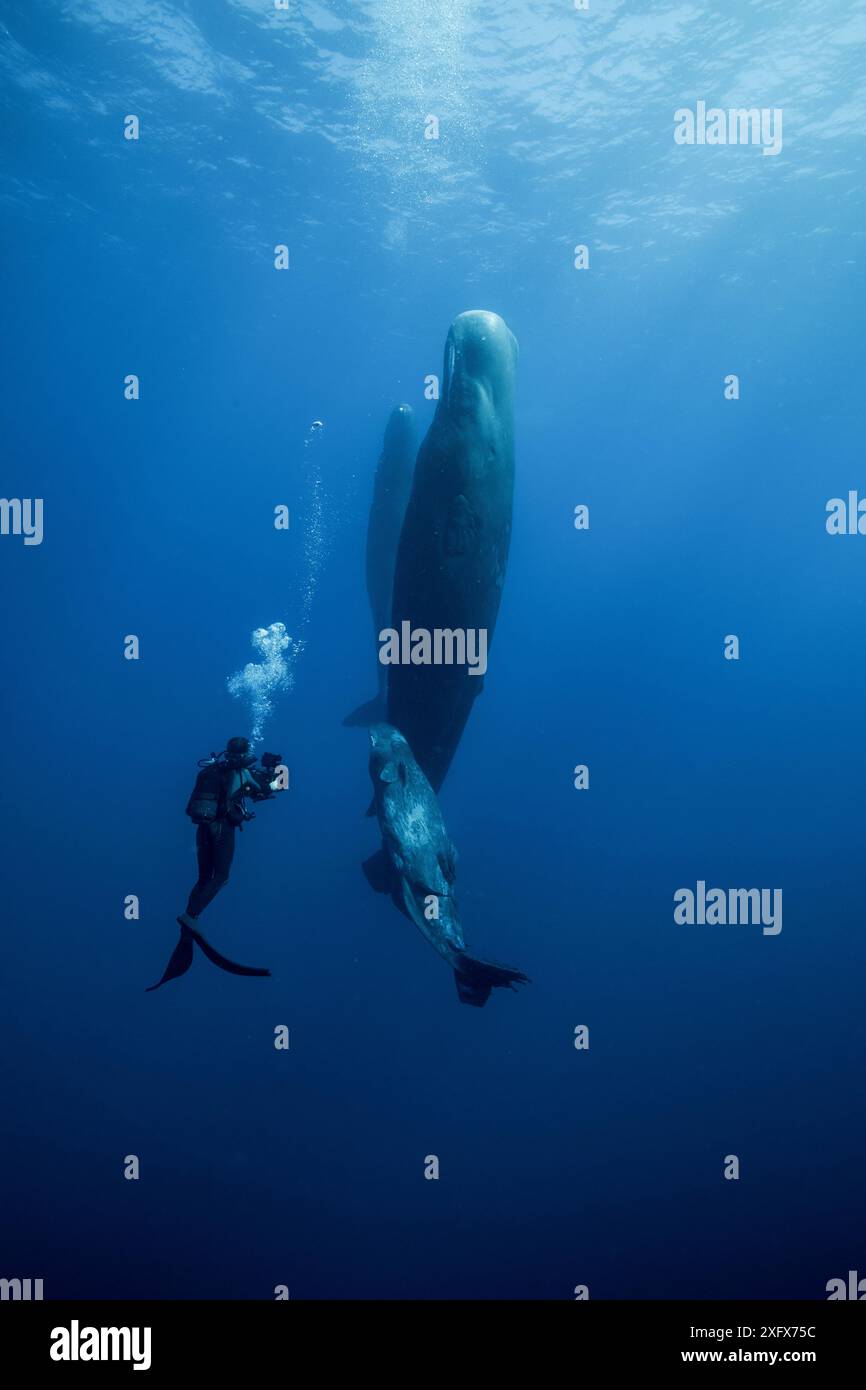 Sperm whale (Physeter macrocephalus) with calf, watched by scuba diver, Indian Ocean Stock Photo ...