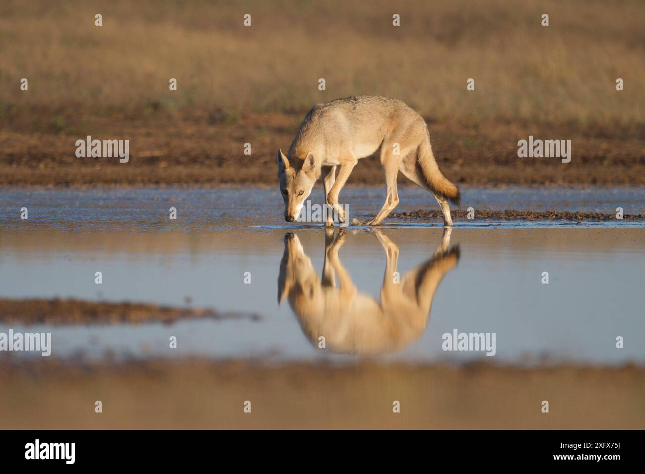 Wolf russia animal hi-res stock photography and images - Alamy