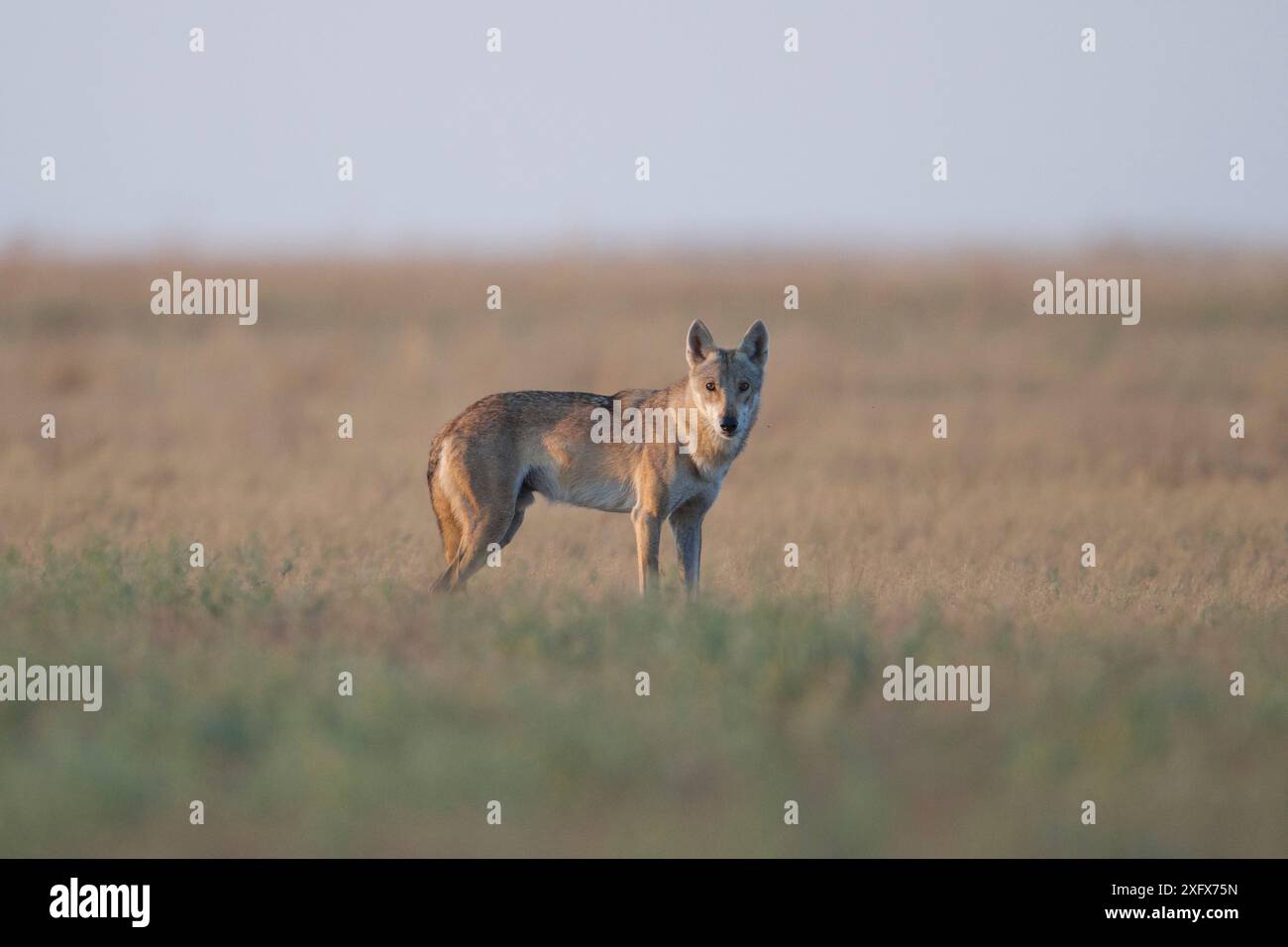Wolf russia animal hi-res stock photography and images - Alamy