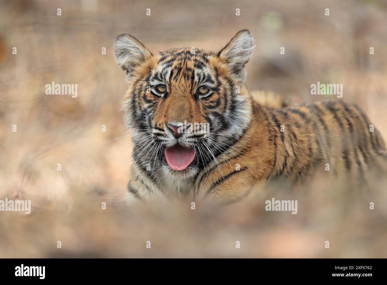 Bengal tiger (Panthera tigris) cub, low angle, Ranthambhore, India ...