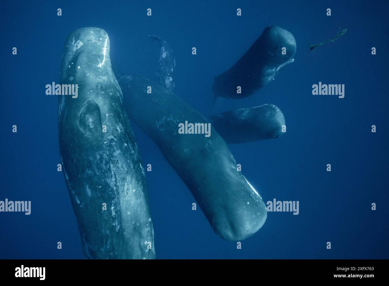 Sperm whale (Physeter macrocephalus) pod, Indian Ocean Stock Photo - Alamy