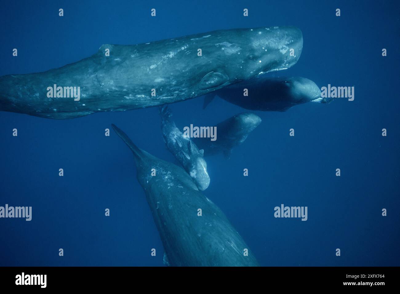 Sperm whales underwater hi-res stock photography and images - Alamy
