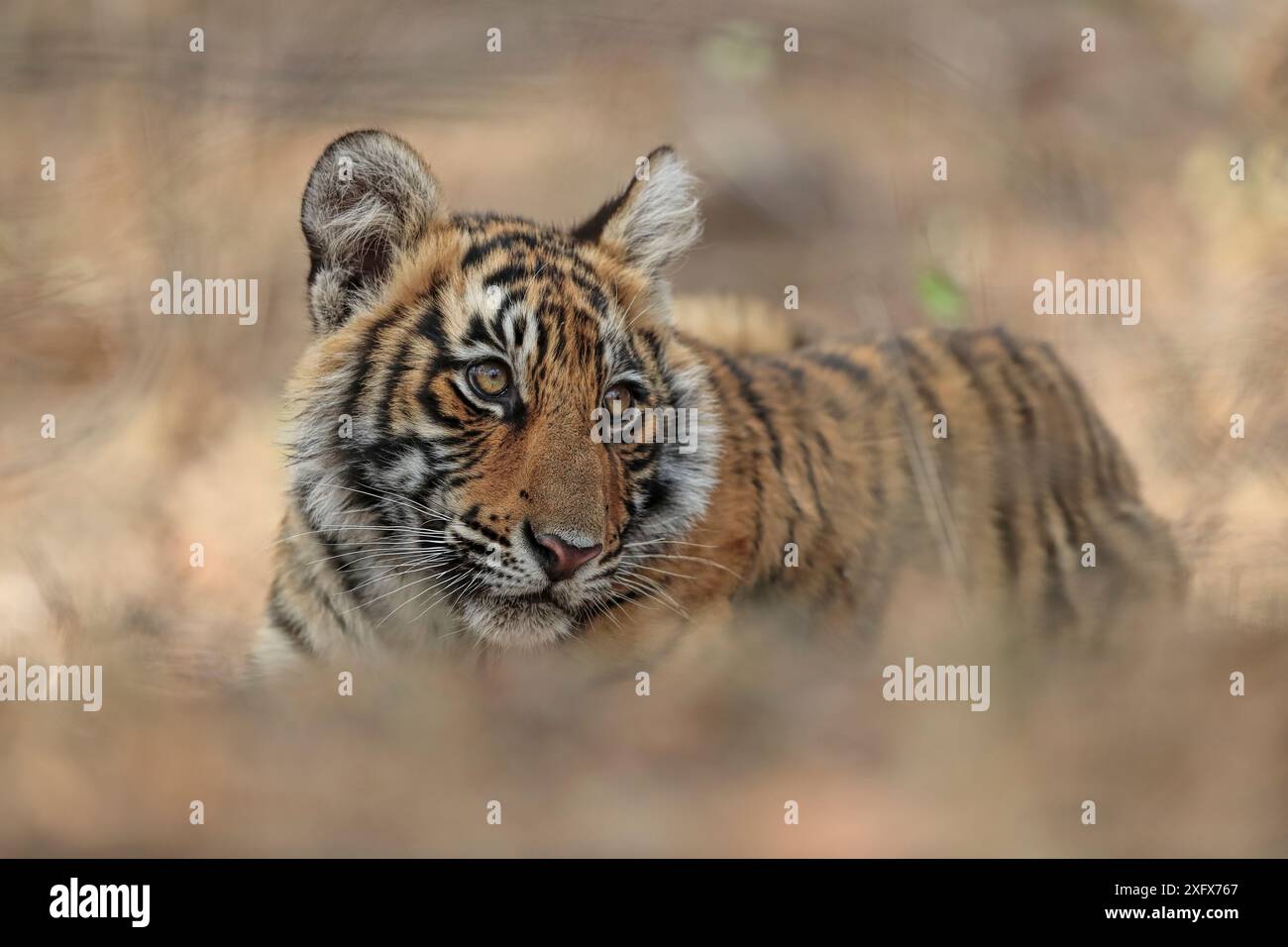 Baby bengal tiger cub portrait hi-res stock photography and images - Alamy