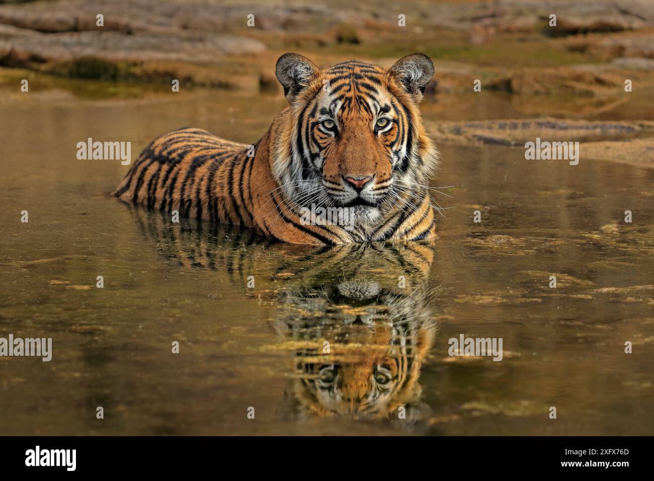 Young male bengal tiger hi-res stock photography and images - Alamy
