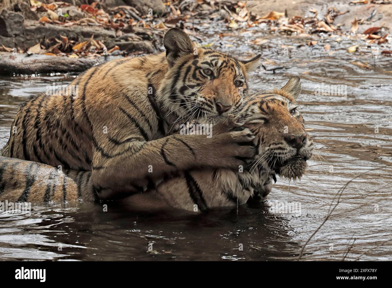 Bengal tiger (Panthera tigris) female 'T19 Krishna' having an affectionate moment with her ...