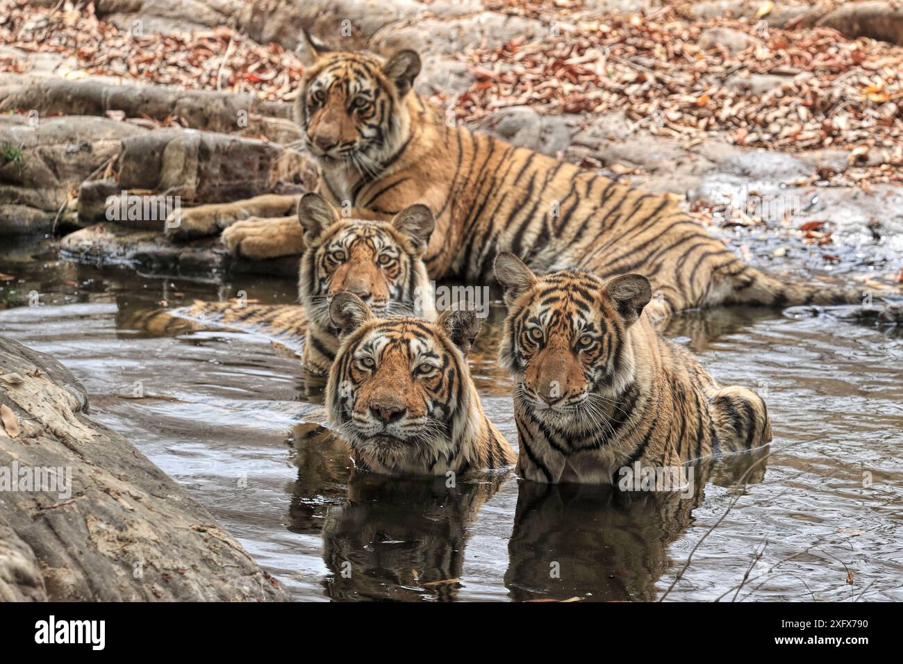 Bengal tiger (Panthera tigris) female 'T19 Krishna' and family in water ...