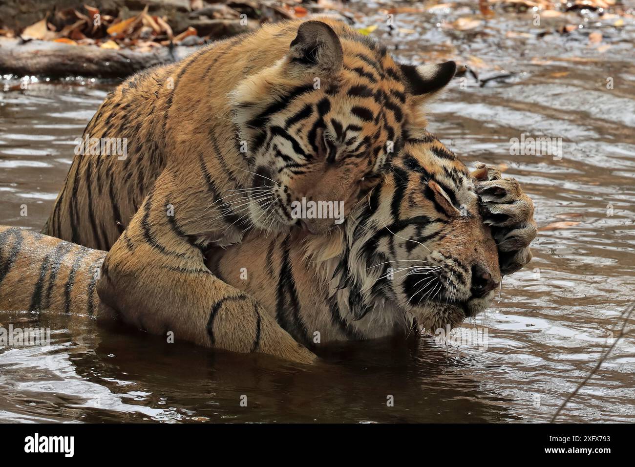 Bengal tiger (Panthera tigris) female 'T19 Krishna' having an ...
