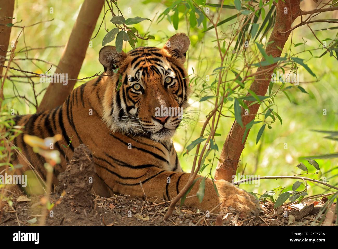 Bengal Tiger (Panthera tigris) young sub-adult male Ranthambhore, India ...
