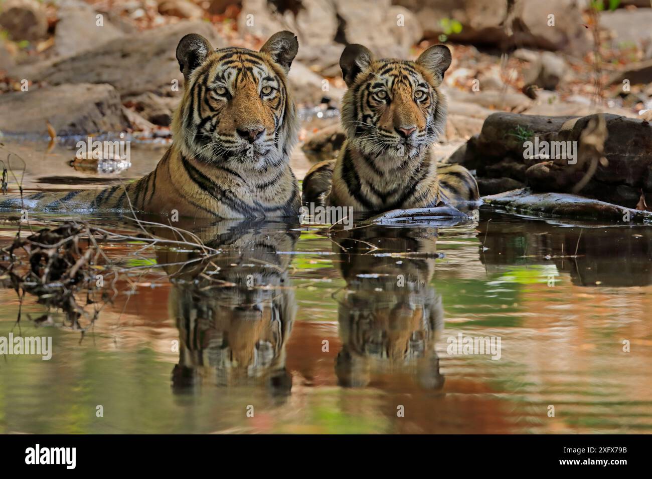 Bengal tiger (Panthera tigris) female 'T19 Krishna' with juvenile in ...
