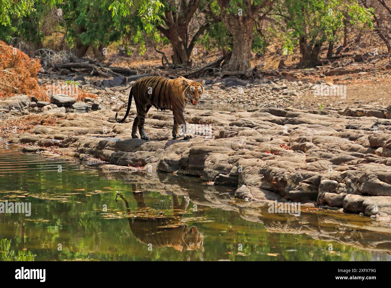 Bengal tiger (Panthera tigris) female 'T19 Krishna' snarling at cubs ...