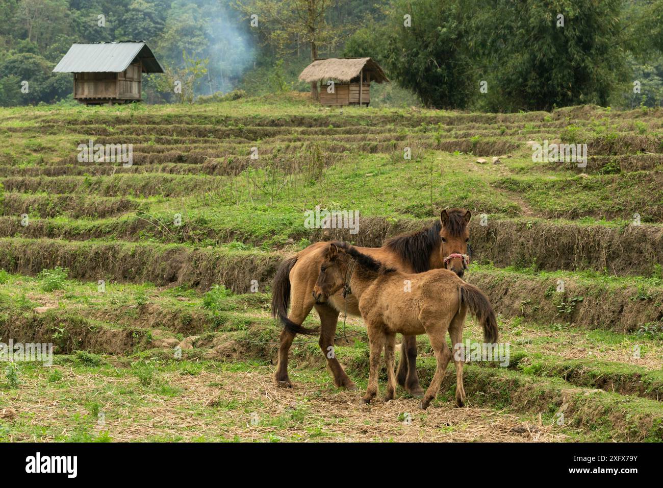 Rare domestic Hmong horses, colt and mares standing alert in dry rice ...