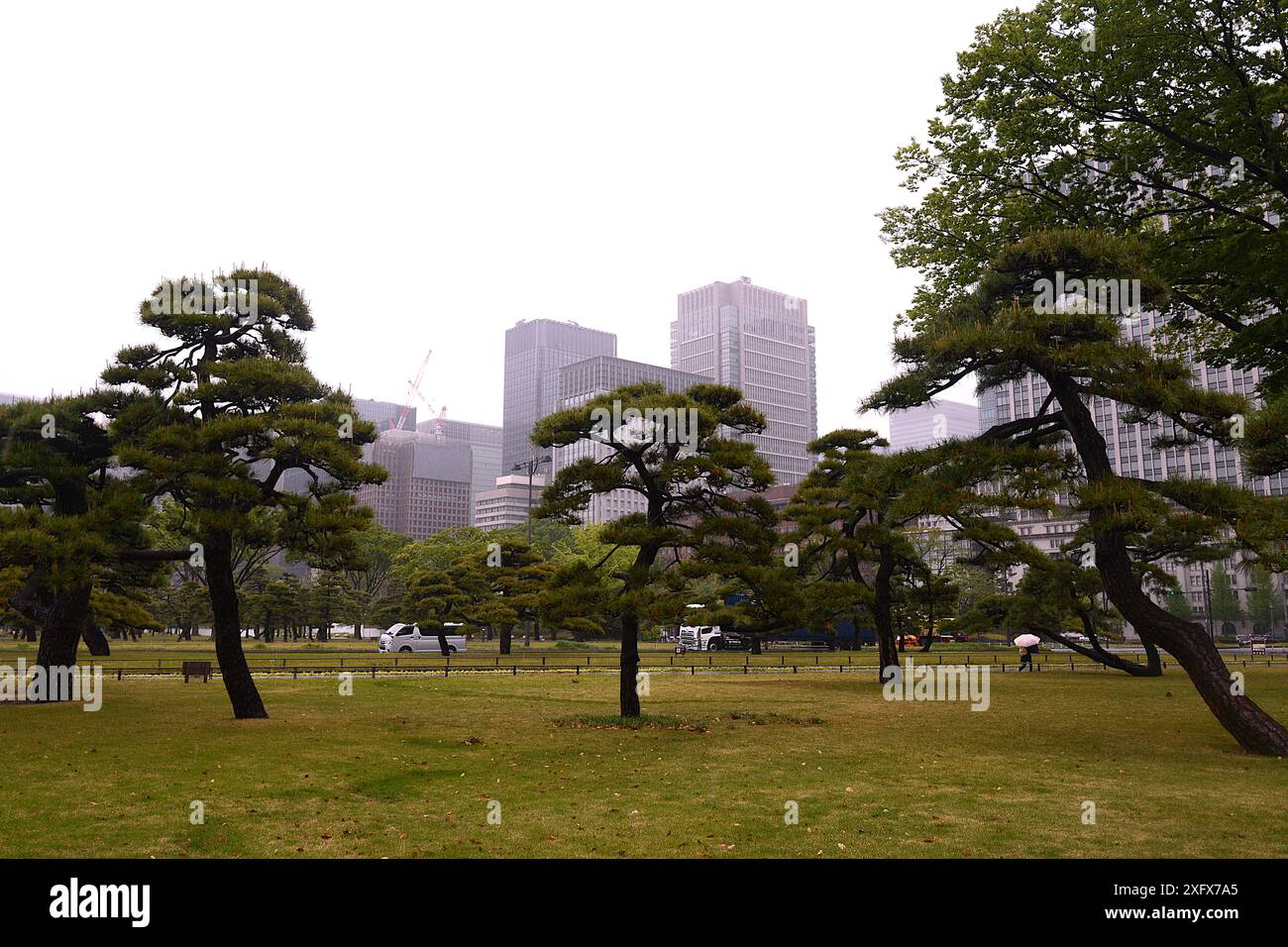 Park Tokyo Japan plants plant tree trees outside wood woods local City ...