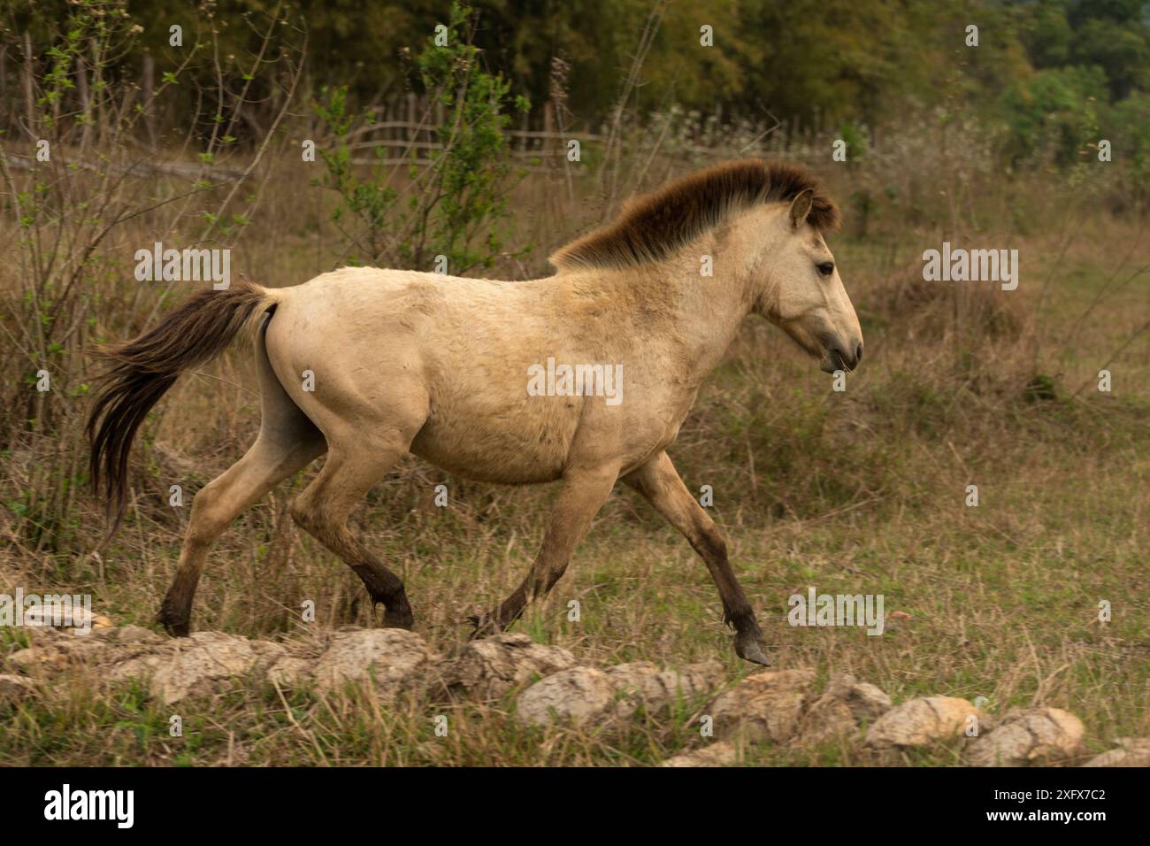 Rare semi-wild Hmong horse, stallion, trotting in dry rice field, Xieng ...