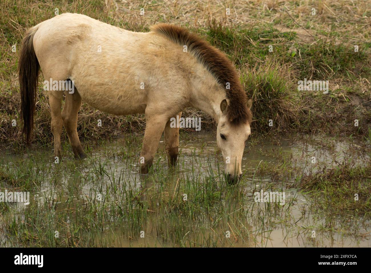 Rare semi-wild Hmong horse, stallion, drinking in a rice field, Xieng ...