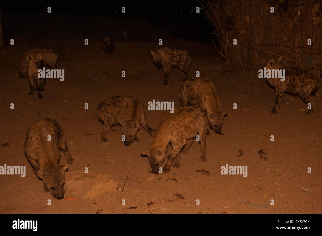 Wild Spotted hyenas (Crocuta crocuta) in the city of Harar. These ...
