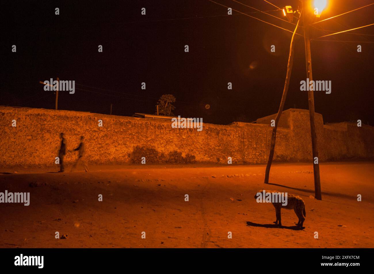 Wild Spotted hyena (Crocuta crocuta) in the City of Harar. These hyenas ...