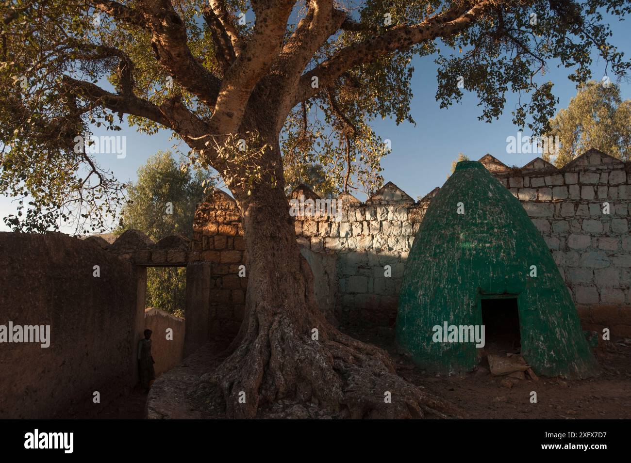Ethiopian tree hi-res stock photography and images - Alamy