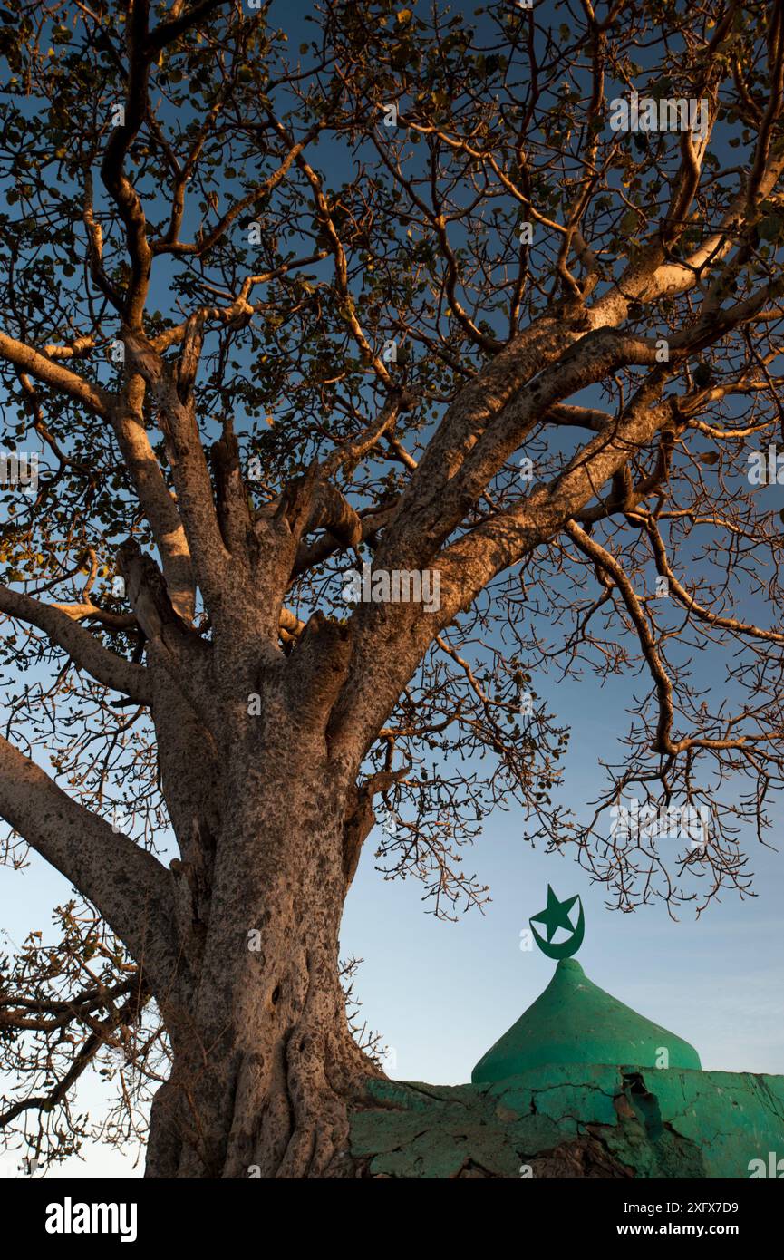 Tree plant ethiopia hi-res stock photography and images - Alamy