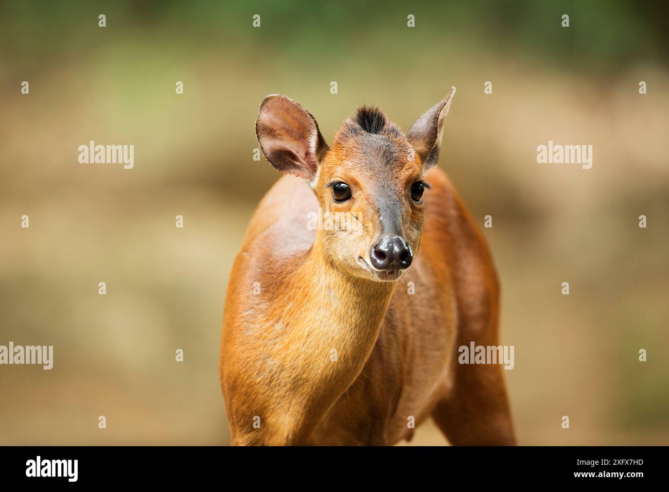 Red duiker (Cephalophus natalensis) KwaZulu-Natal, Isimangaliso Wetland ...
