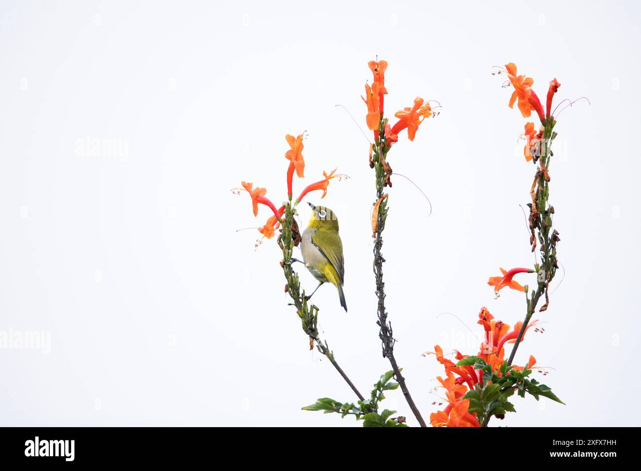 Cape white-eye (Zosterops capensis) perched on Cape honeysuckle (Tecoma ...