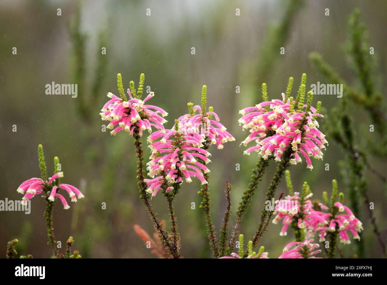 Heather (Erica spp) flower, Garden Route, Western Cape Province, South ...