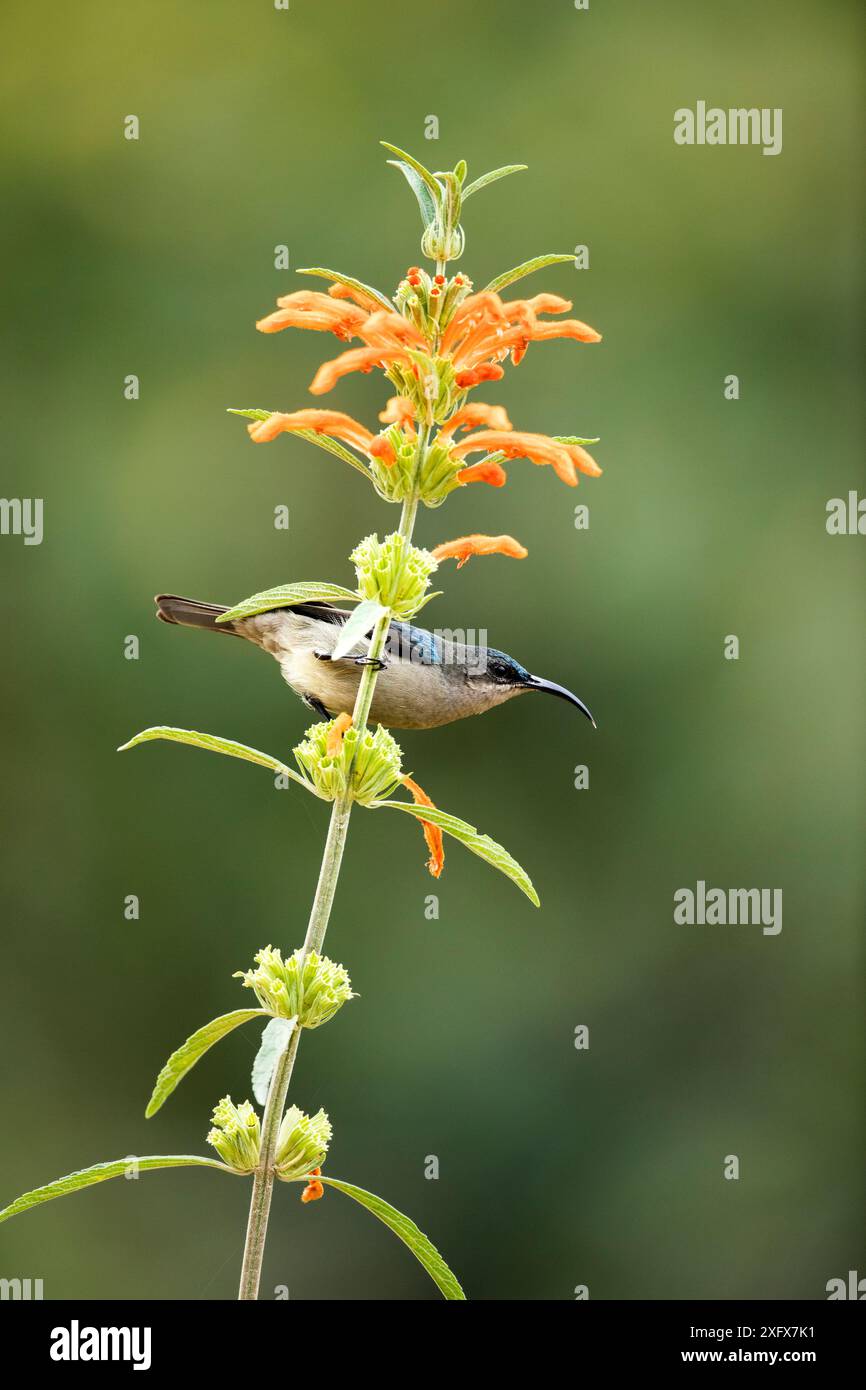 African sunbirds hi-res stock photography and images - Alamy