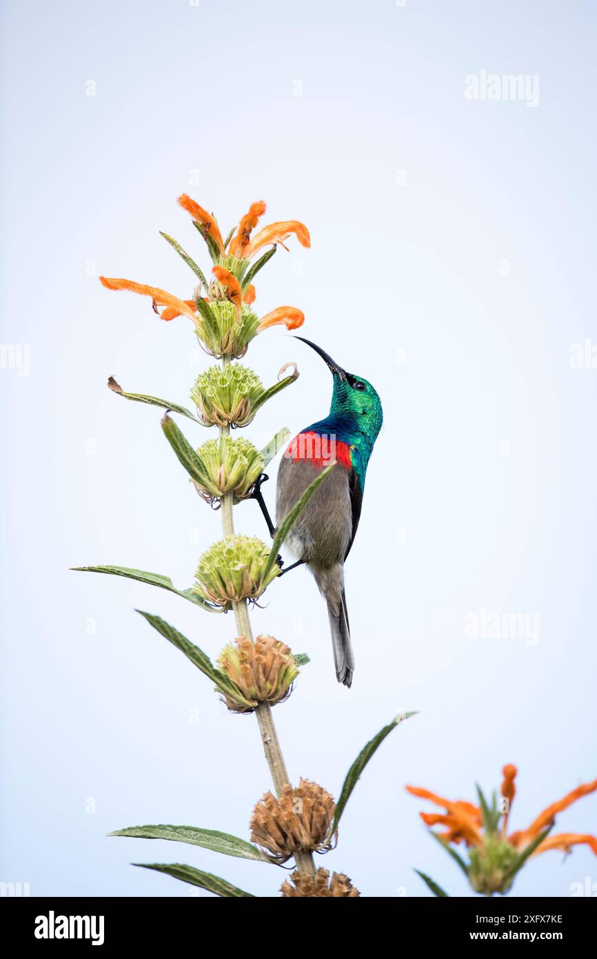 Larger red breasted sunbird hi-res stock photography and images - Alamy