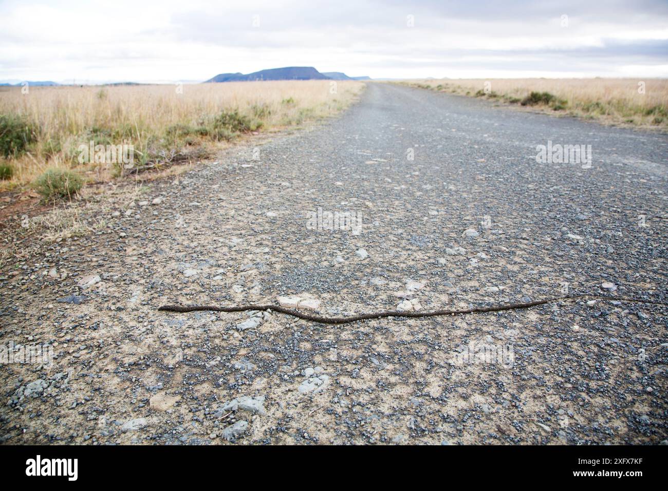 African giant earthworm (Microchaetus rappi) Mountain Zebra National ...