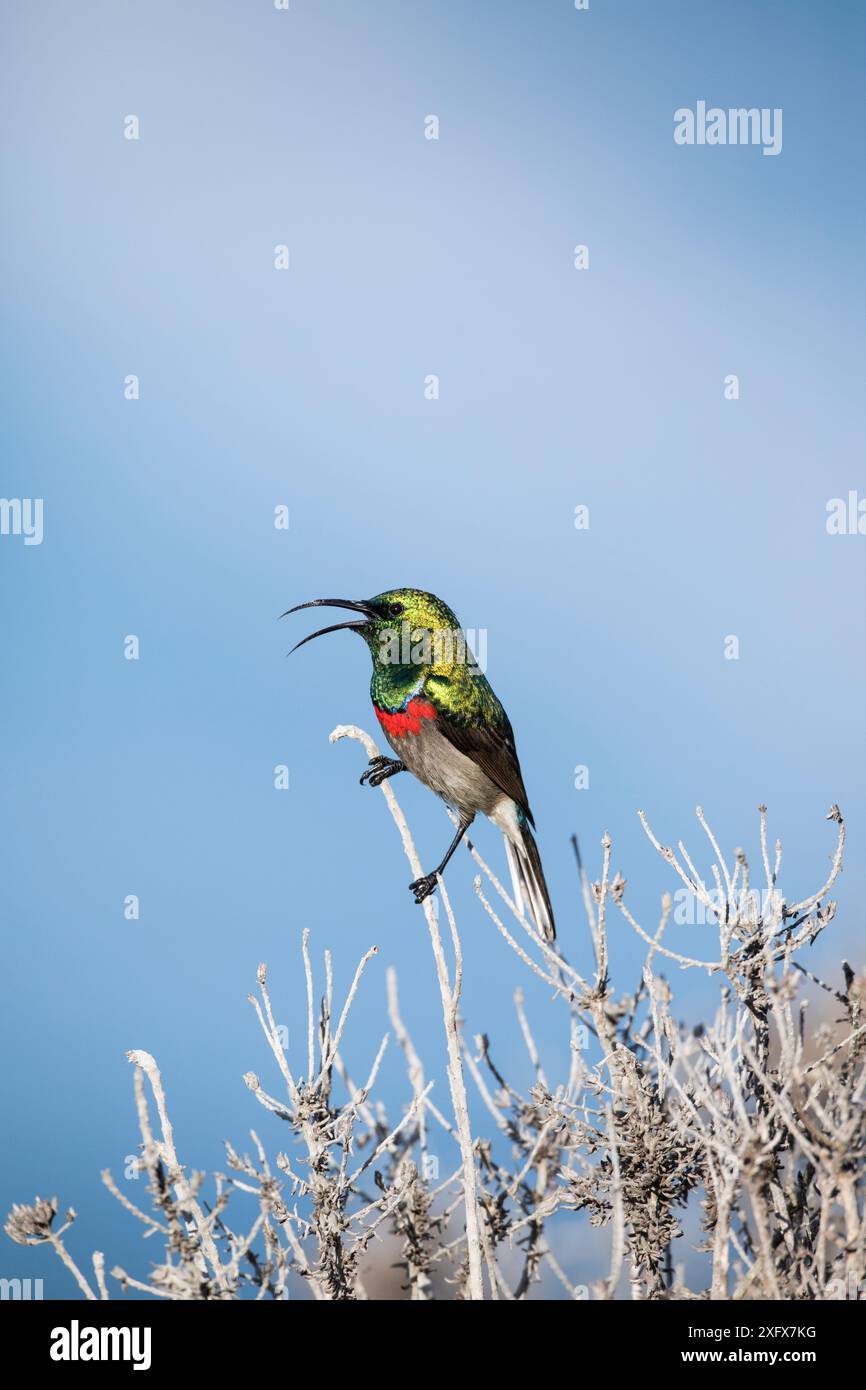 Southern double-collared sunbird (Cinnyris chalybeus) Garden Route ...