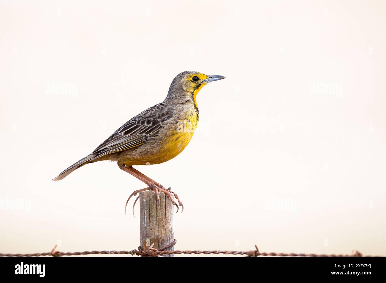 Orangethroated longclaw (Macronyx capensis) Overberg, Western Cape ...