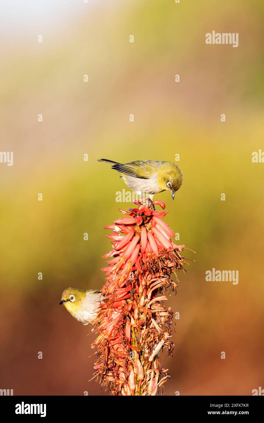 Cape white-eyes (Zosterops capensis) feeding on flowers, Garden Route ...