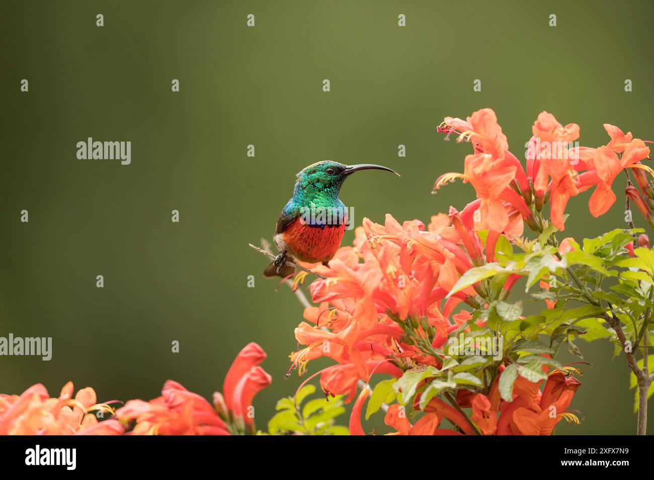 Greater double-collared sunbird (Nectarinia afra) at Cape honeysuckle ...
