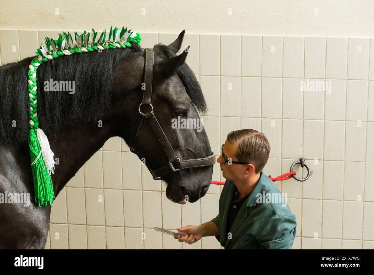 A Heineken staff member prepares a rare Shire horse before driving, at ...