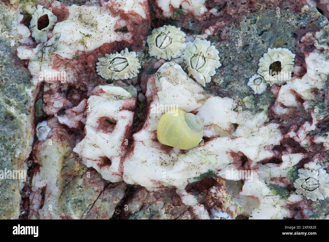 Dog whelk (Nucella lapillus) and Common barnacle (Semibalanus ...