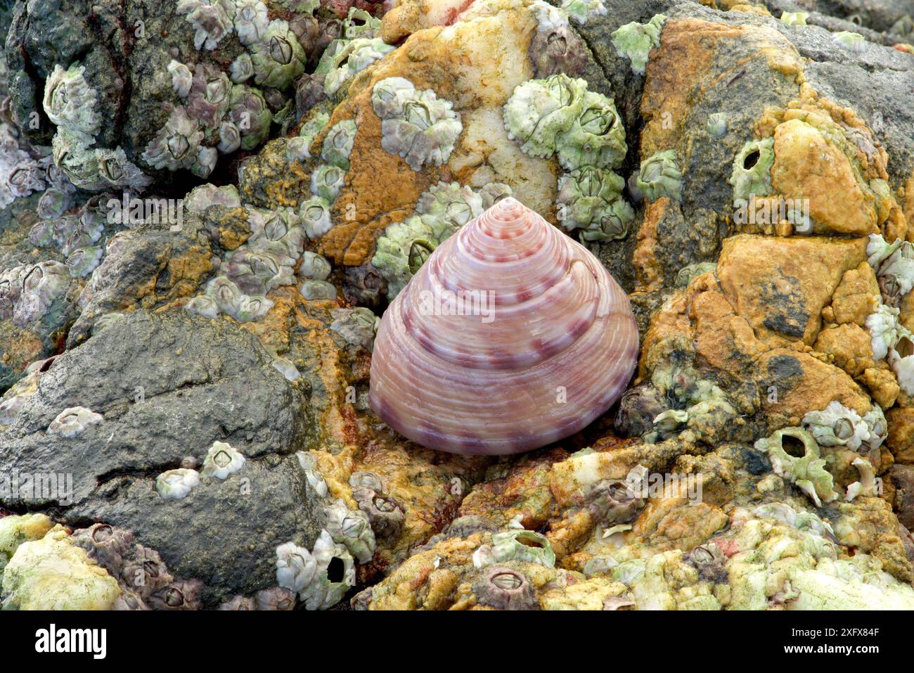 Painted top shell (Calliostoma zizyphinum) and Common barnacle ...