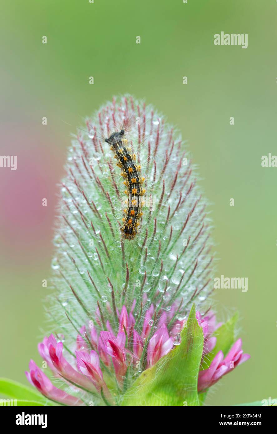Gypsy moth (Lymantria dispar) caterpillar on Clover (Trifolium sp ...