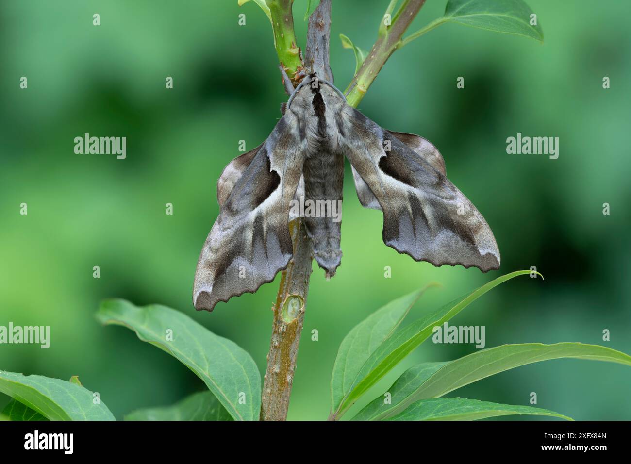 Far eastern federal district hi-res stock photography and images - Alamy