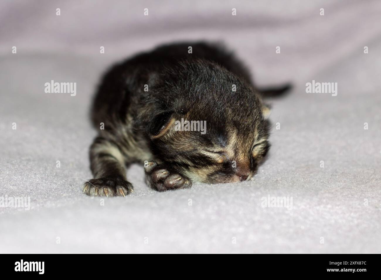 A small Felidae kitten with whiskers is resting on a white blanket ...