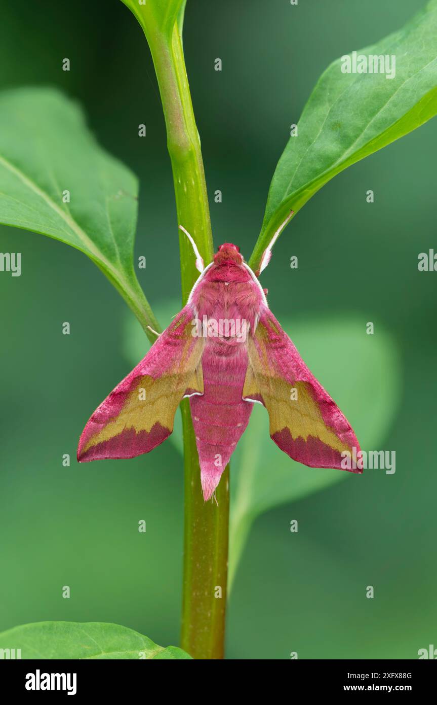 Small elephant hawk-moth (Deilephila porcellus) on stem. Captive ...