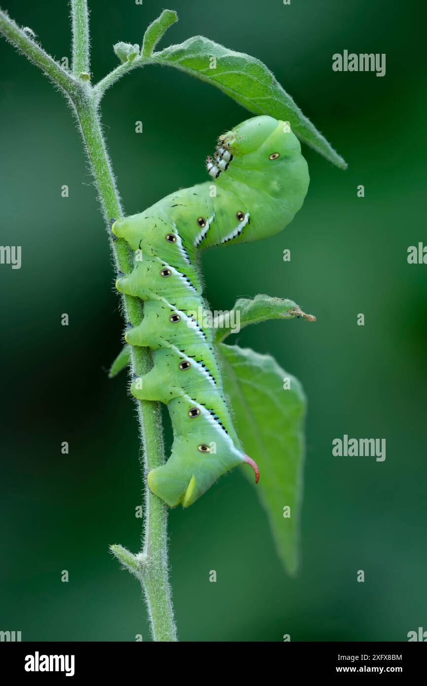 Tobacco hornworm moth (Manduca sexta) caterpillar on stem. Arizona, USA ...
