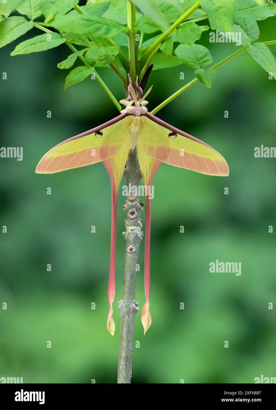 Chinese luna moth hi-res stock photography and images - Alamy