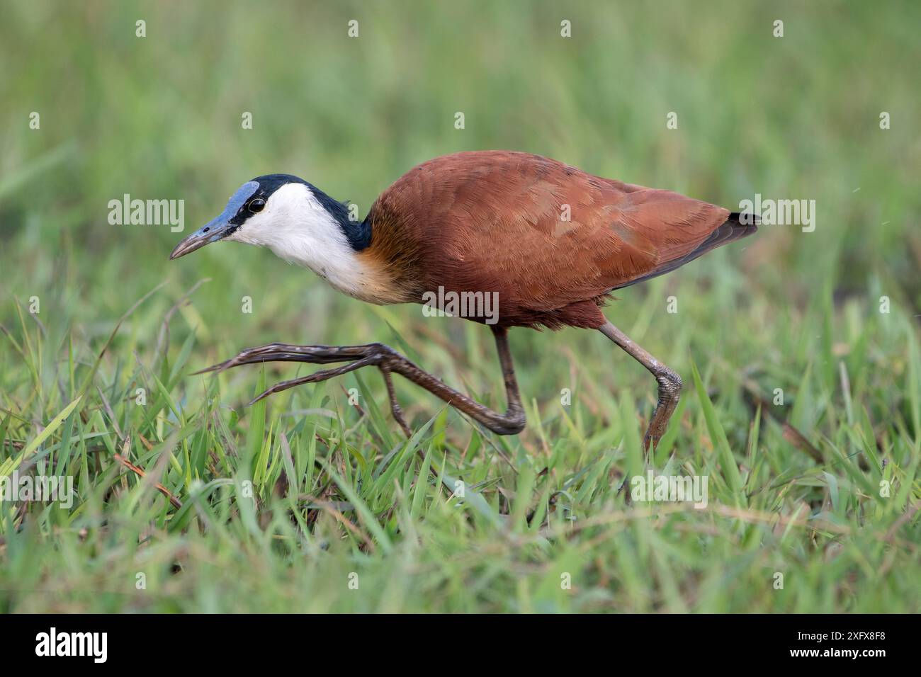 African Jacana (Actophilornis africanus), Gambia Stock Photo - Alamy
